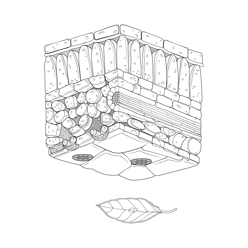 TNLA Training Manual for Professional Landscape Architects
