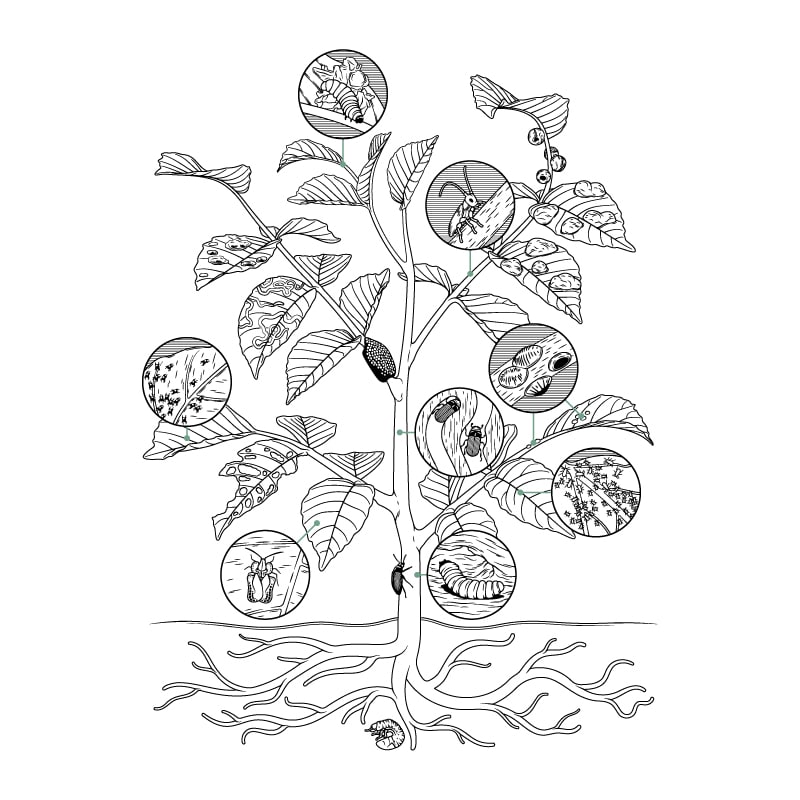 TNLA Training Manual for Professional Landscape Architects