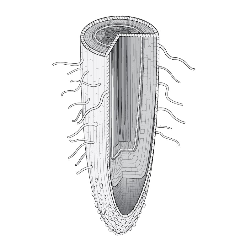 TNLA Training Manual for Professional Landscape Architects
